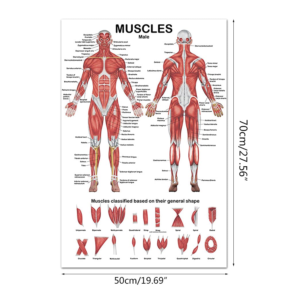 Frontal Muscle Anatomy Anatomy Of Male Muscular System, Front Beach