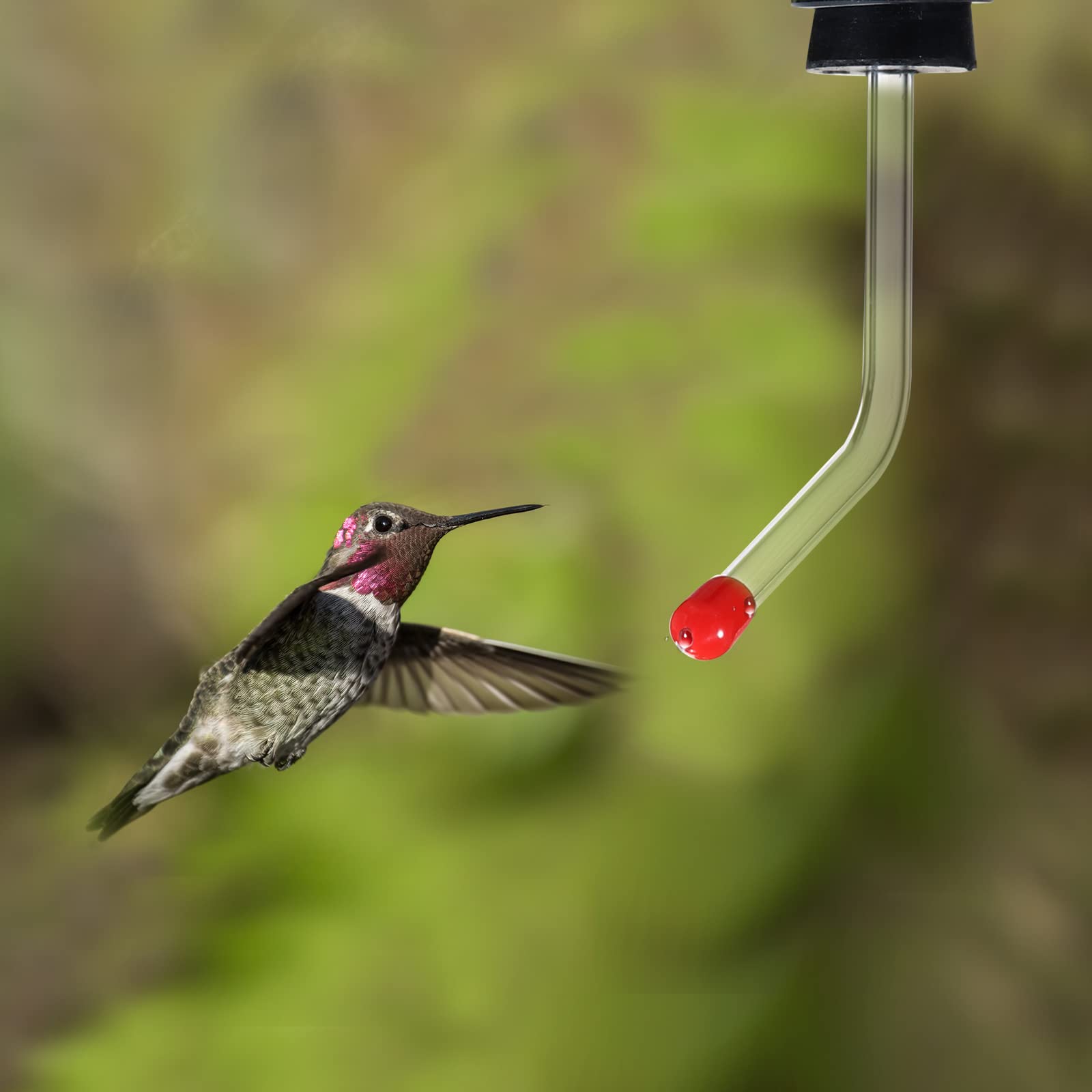 Snapklik.com : Hummingbird Feeder Tubes And Stoppers