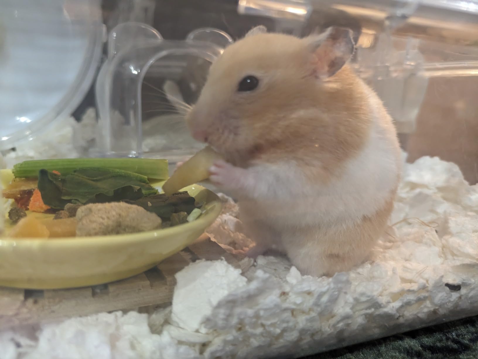 Amazon | ジェックス GEX ハムテイン コオロギせん 10g ハムスター おやつ | ジェックス | フード 通販