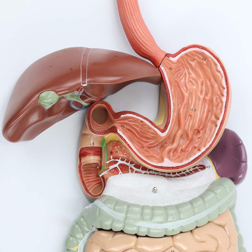 Digestive System Model Labeled