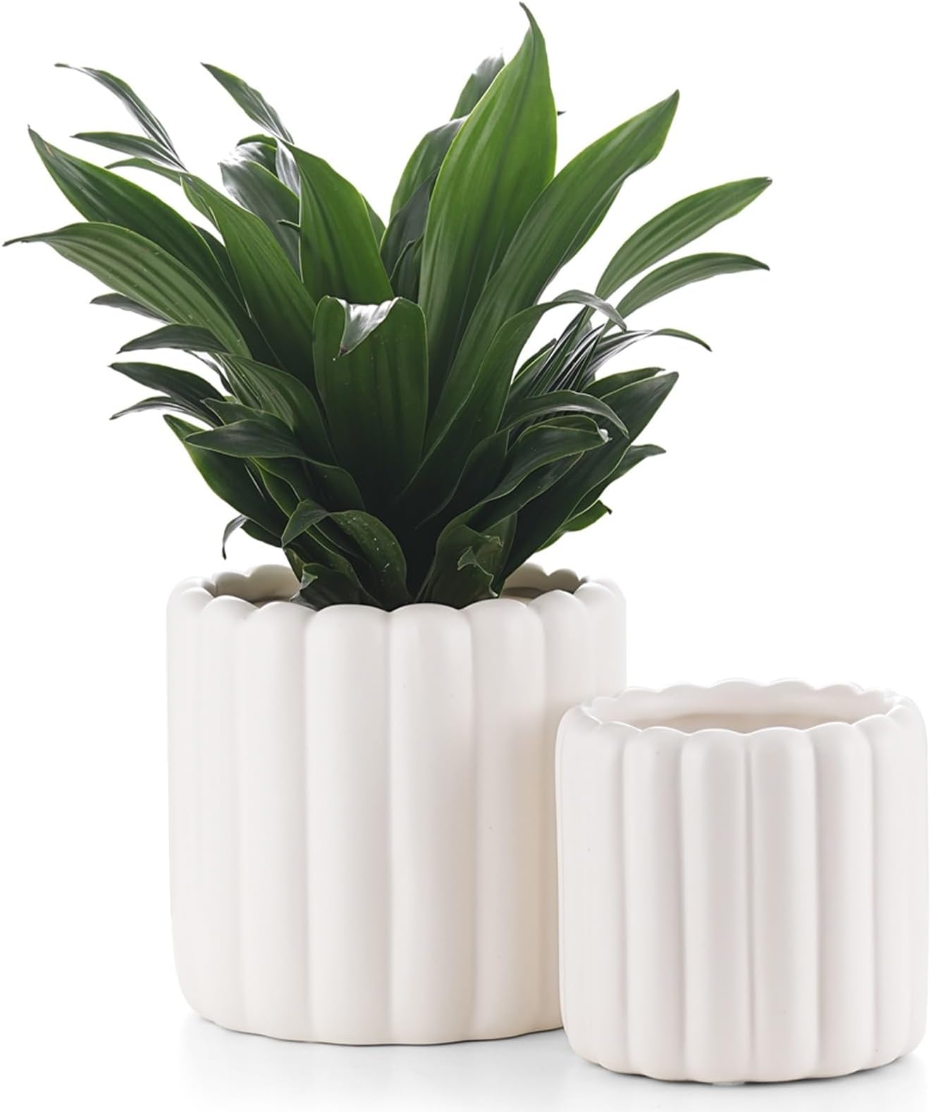 Amazon.com: UBEE 5.5 Inch Ceramic Flower Pot for Indoor Plants | Unique ...