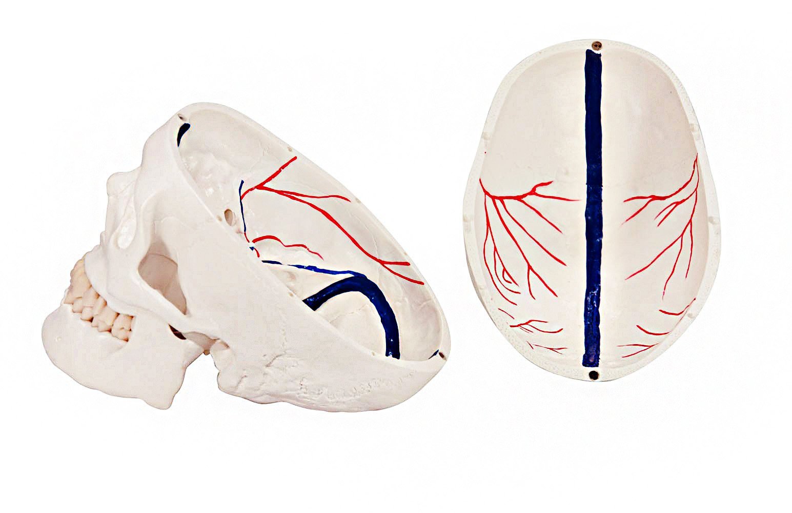 Buy Axis Scientific 3-Part Human Skull Model with Blood Vessels | Life ...