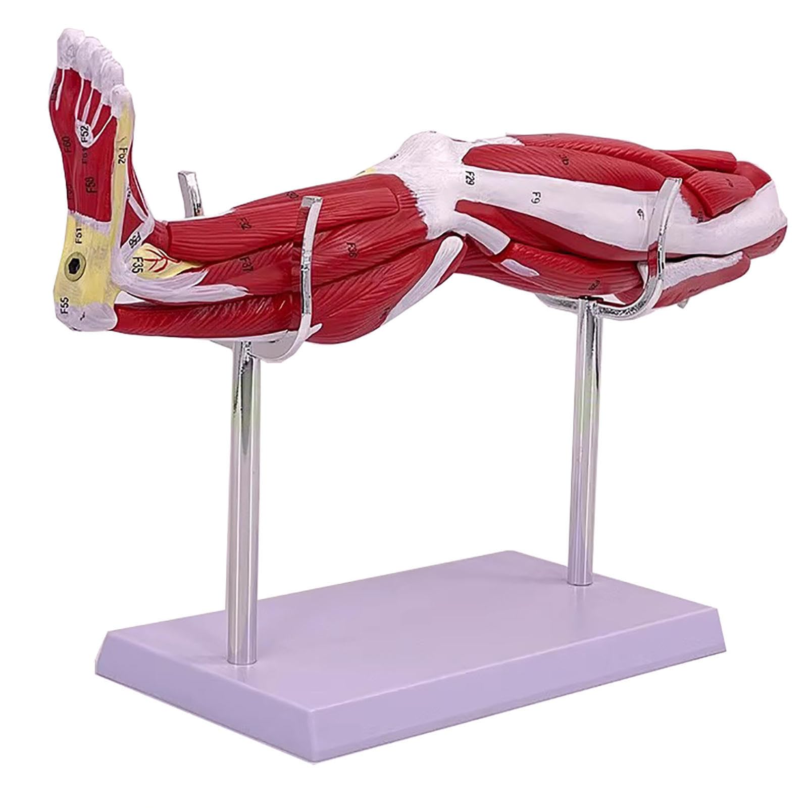 NURCIX Muscle Leg Model,13 Pieces Medical Teaching Model Human Lower ...