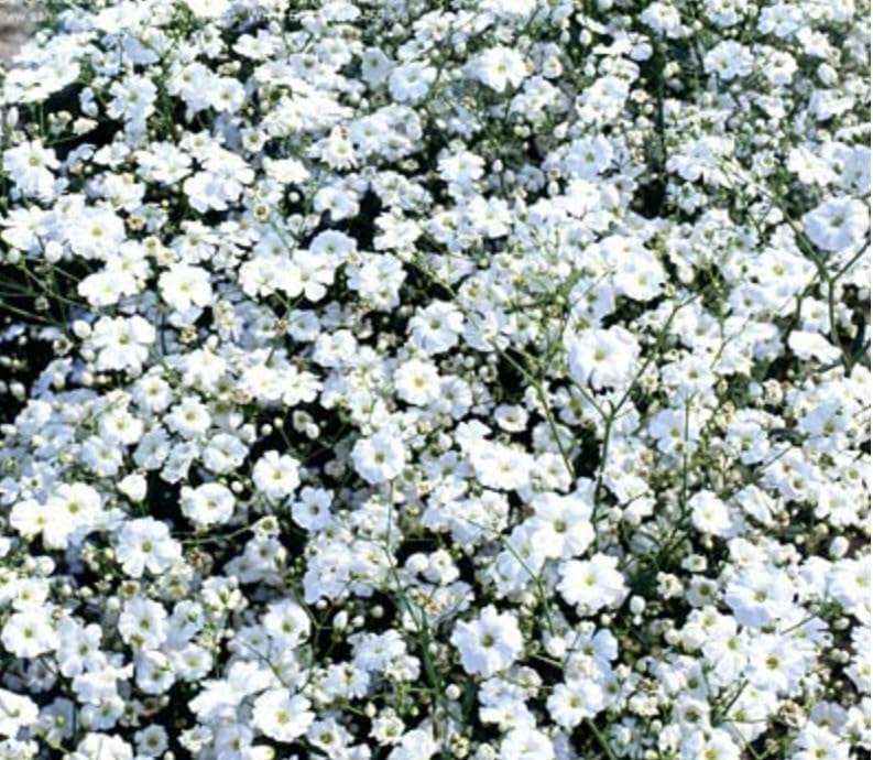 Gypsophila Elegans Flower Covent Garden White 3000 Fresh Seeds ...