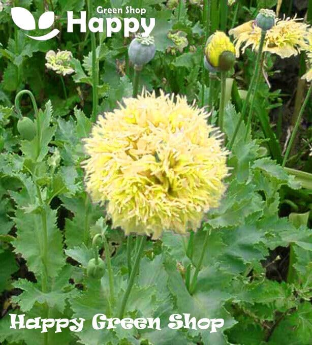 Poppy Red Peony 2000 Seeds + Plant tag + Freebie - Papaver Paeoniflorum ...