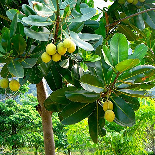HERBALISM Calophyllum inophyllum Beauty Leaf sultan champa surahonne ...