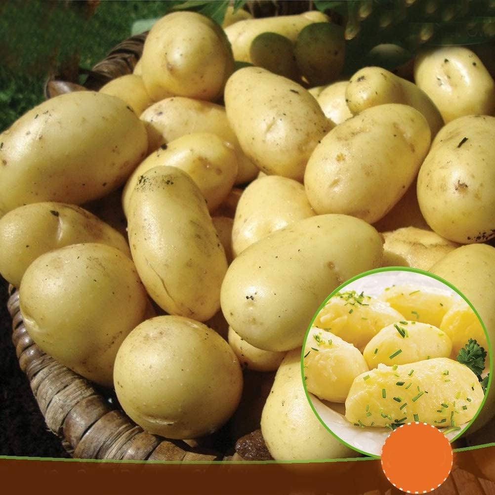 Seed Potatoes Charlotte- Enjoy Delicious Salads – Great to Grow in Your ...
