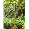 Amazon.com : Red Flame Palm - Live Plant in a 3 Gallon Growers Pot ...