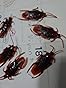 Amazon.com: Teanfa 12 PCS Vintage Mock Fake Plastic Cockroach Scorpion ...
