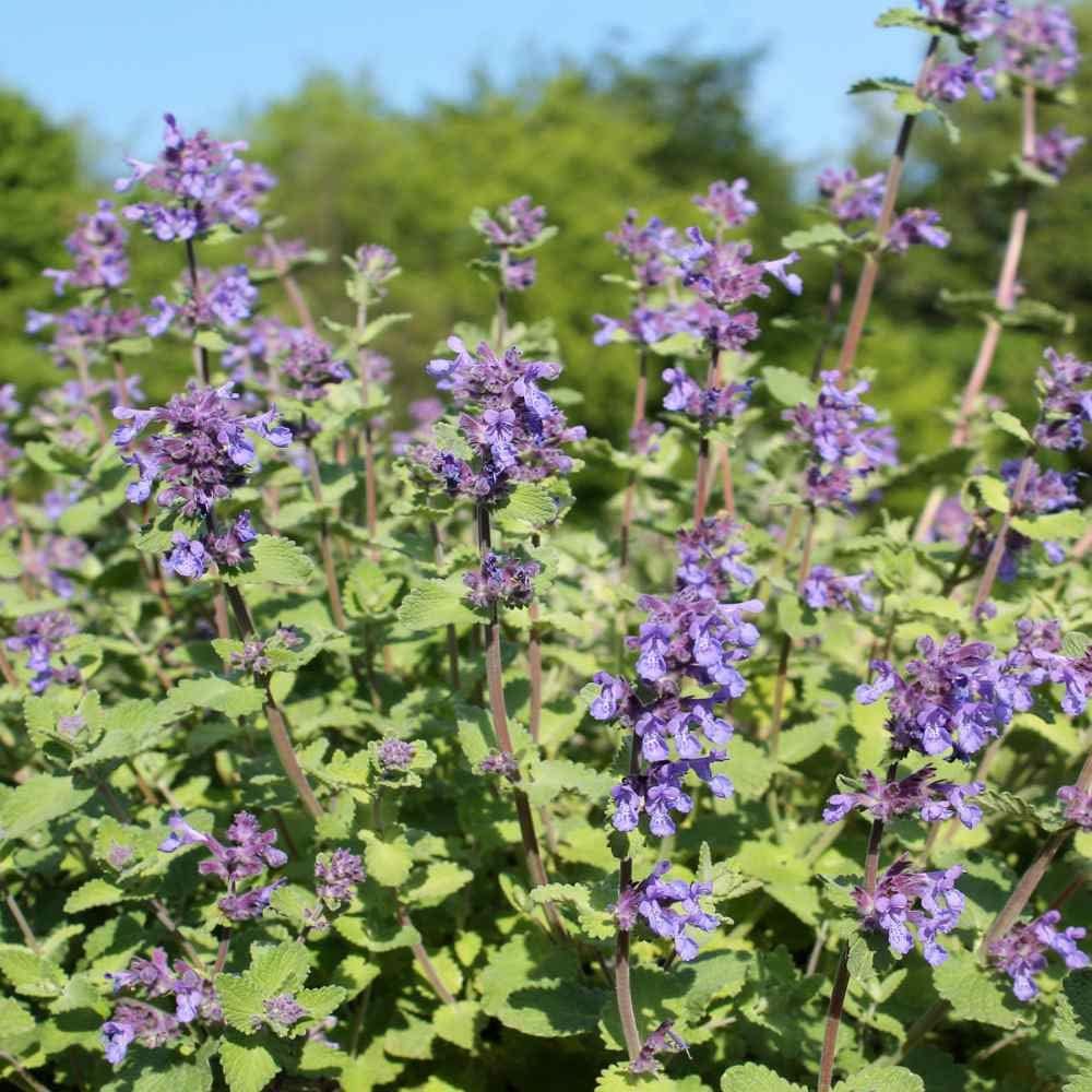 Amazon.com : 1000 Catnip Catmint Seeds Nepeta Cataria - Non-GMO ...