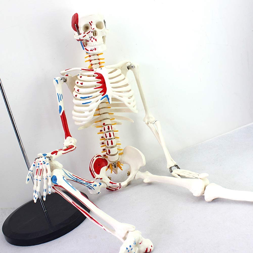 Buy 85CM Human Body Skeleton Model Skeleton Spine Structure Model with ...