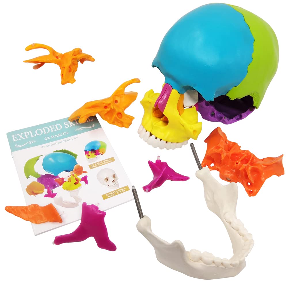 Snapklik.com : NEW HORIZON 22 Parts Palm-Sized Anatomy Exploded Skull Model