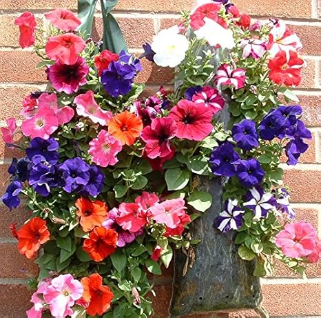 Hanging Flower and Plant Pouches- 12 Bags : Amazon.co.uk: Garden