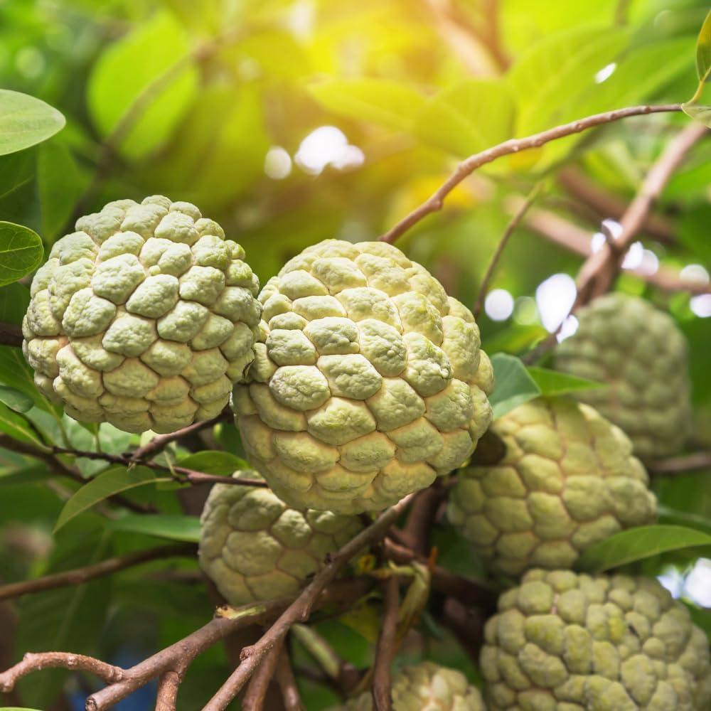 Amazon.com : Sugar Apple Tree Live Plant, 1-2 Feet Tall, Annona ...