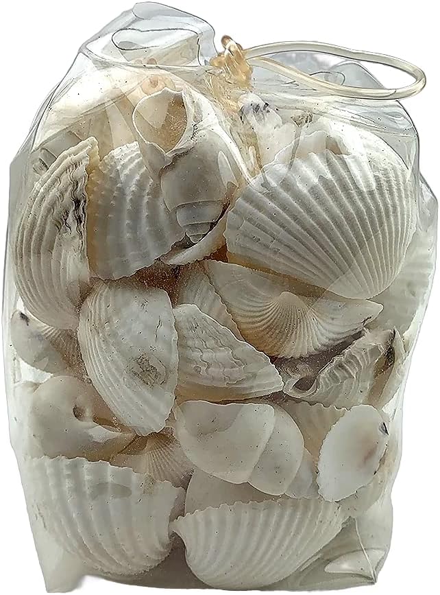 Amazon.com: Heyiwell White Mixed Shells in Vinyl Bag for Beach Theme ...