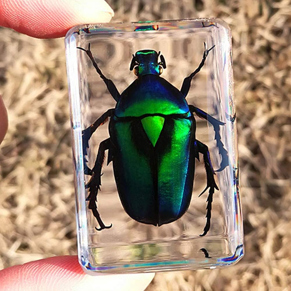 ZYHA Insect Resin，Real Giant Insect Paperweight Taxidermy Specimen ...