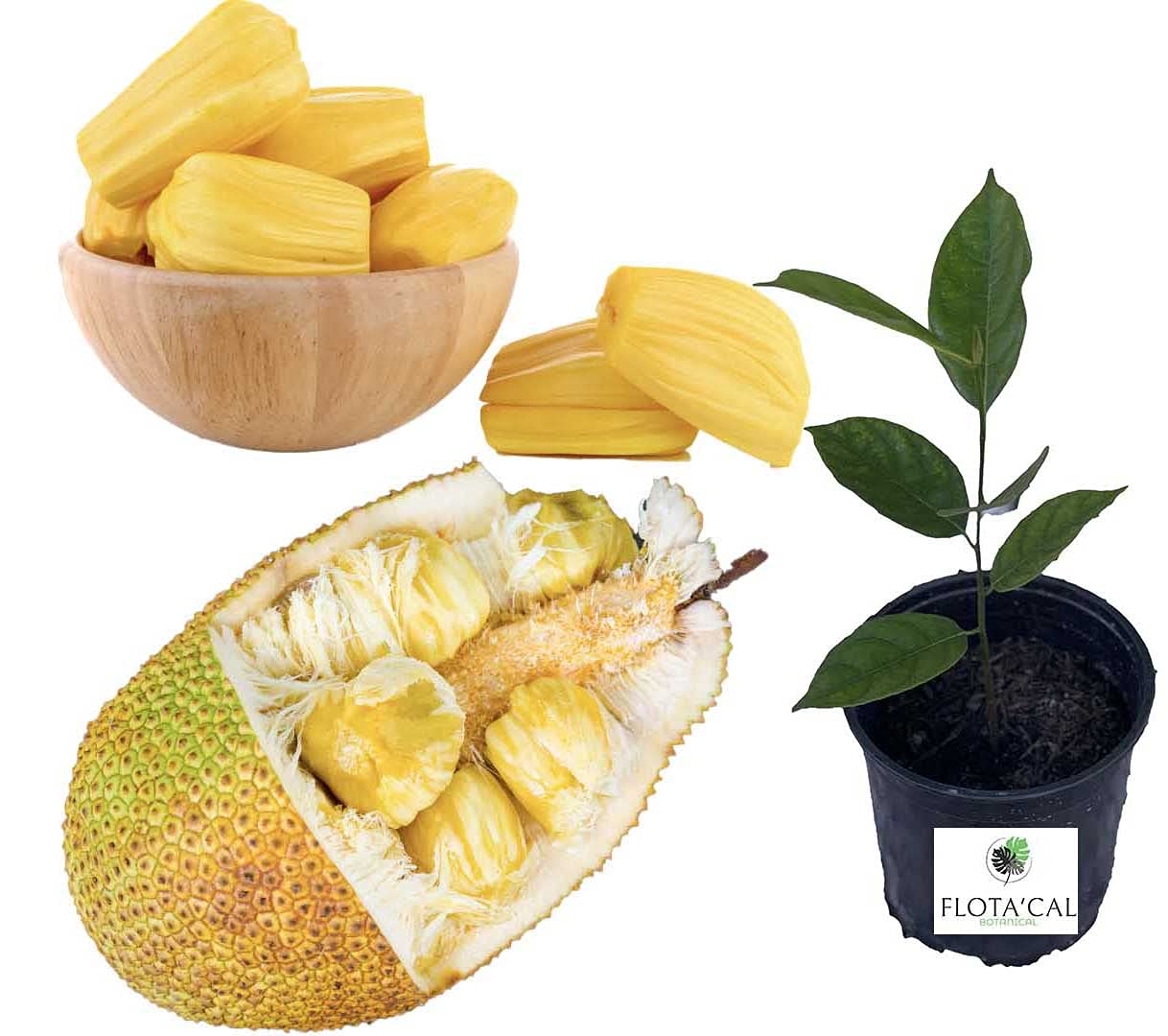 Buy Jackfruit , Jackfruit Tree 1ft-2ft Tall, Artocarpus Heterophyllus ...