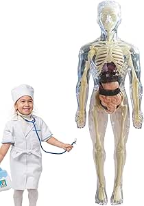 Visible Human Body Model - 3D Human Body Toy,Soft Human Body, Ages 4 ...