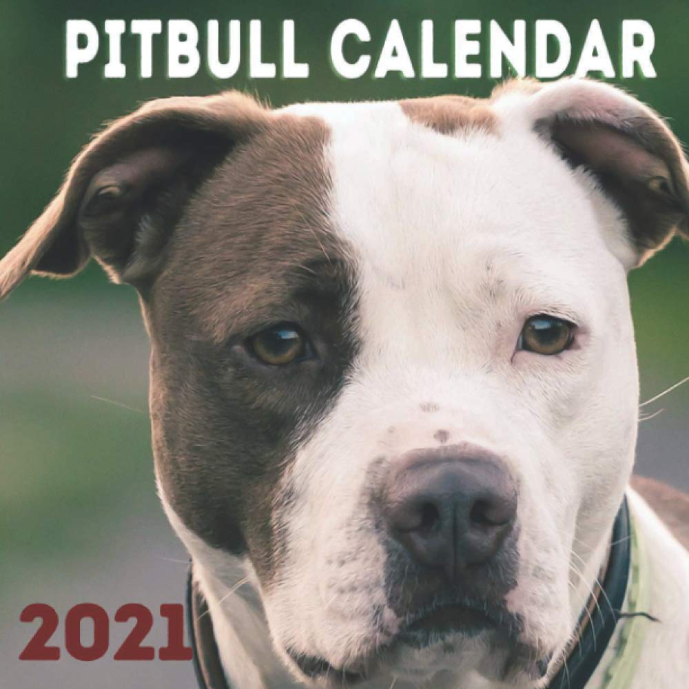 Pitbull Calendar 2021: January 2021 - December 2021 Square Photo Book ...