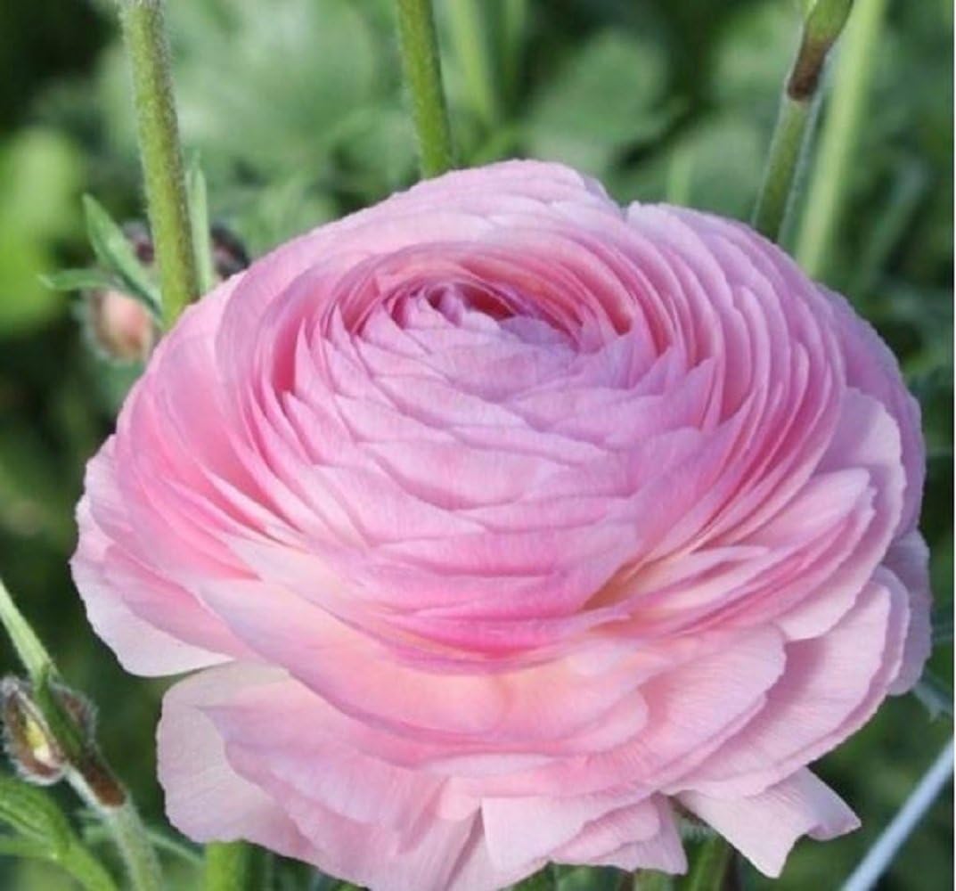 Amazon.com : Easy to Grow Ranunculus Italian Elegance Rose Chiaro - 5 ...