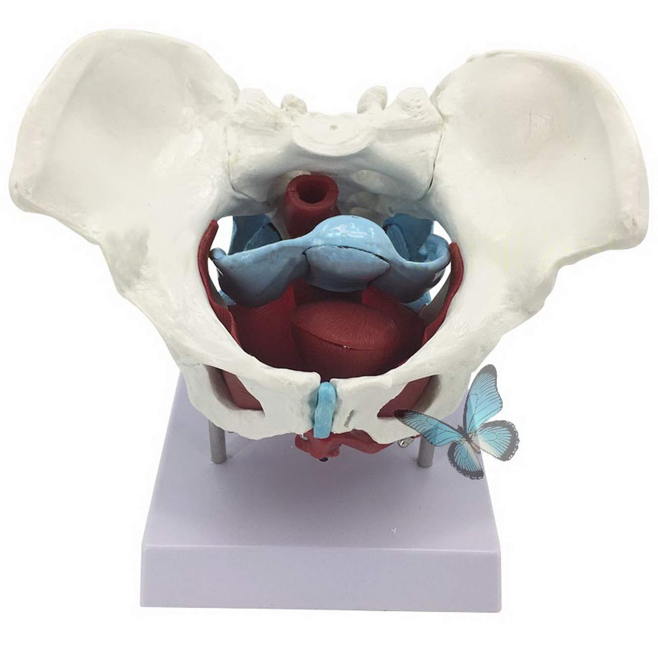 Buy Female Pelvis Model Pelvic Floor Muscle Model Uterus Model Pelvic ...