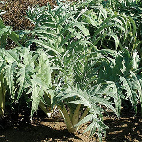 Cardoon - How to grow & care