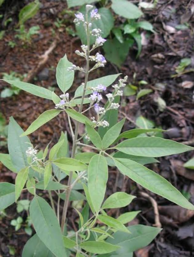 nochi plant/nirgundi (1 healthy live plant) : Amazon.in: Garden & Outdoors