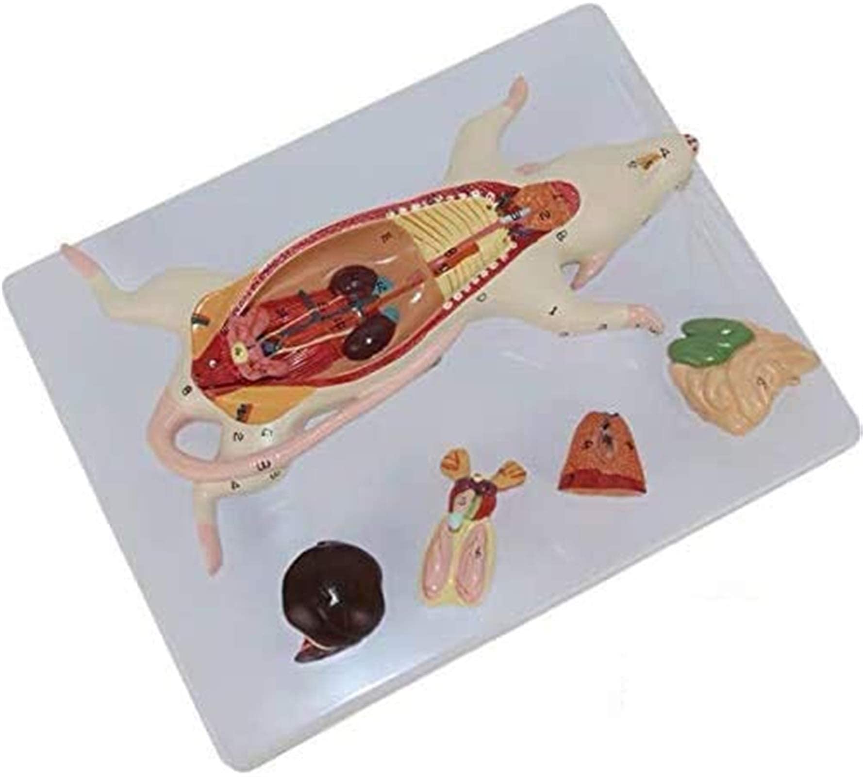 Buy Anatomy Model, Mouse Anatomical Model - Animal Anatomy Assembling ...