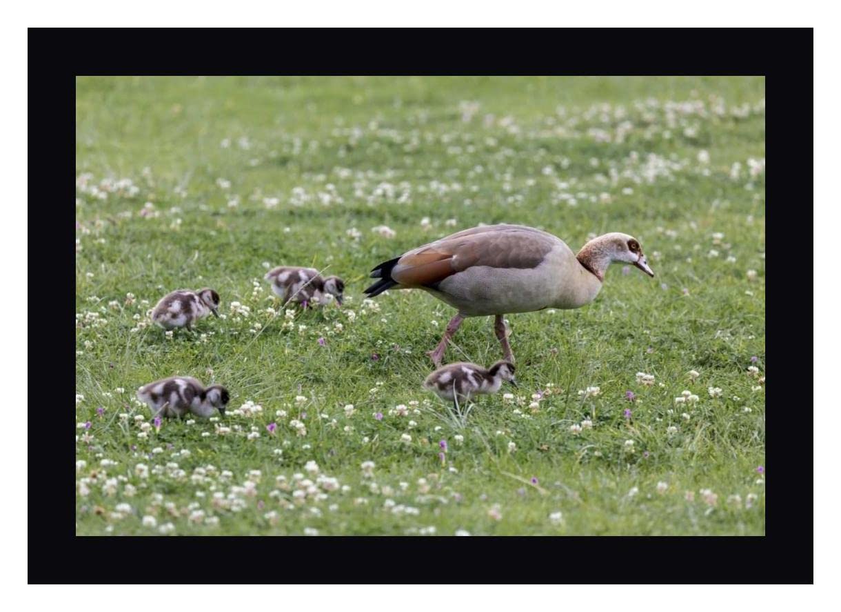 Mother Goose Picture Frames