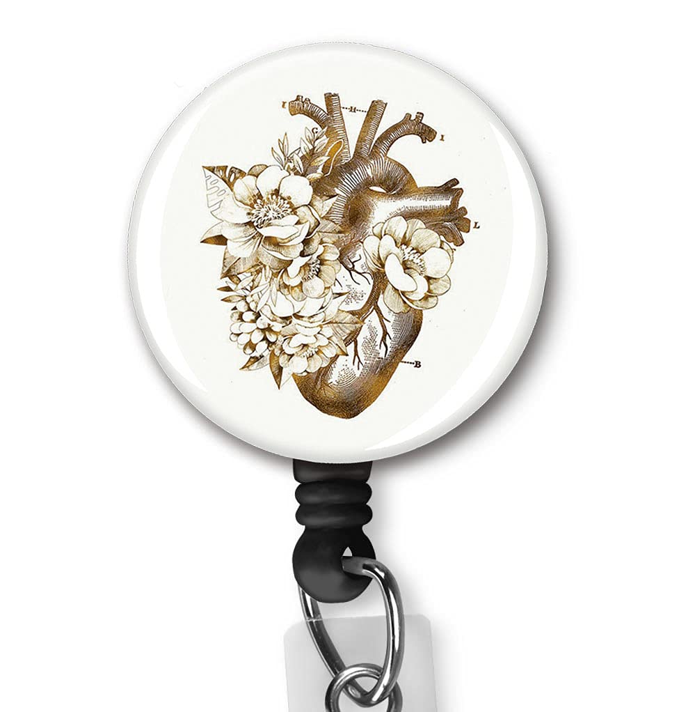 Alligator Heart Anatomy