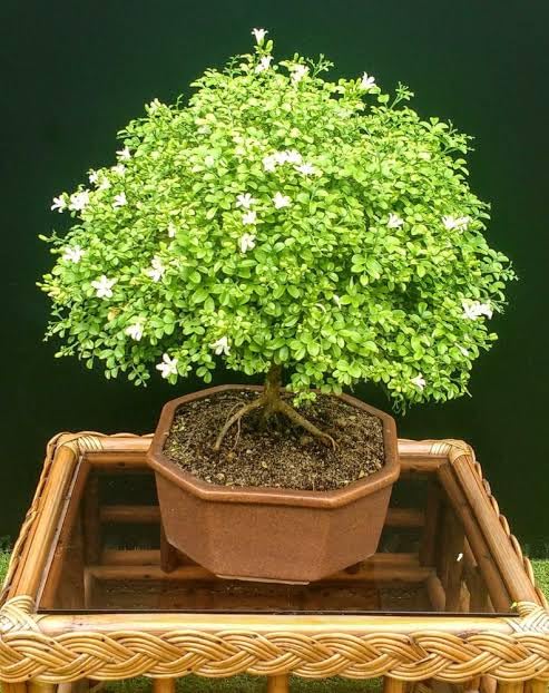 MB Plant shop Table Pecs Camini Flower plant/Bonsai tree pack of 1 ...