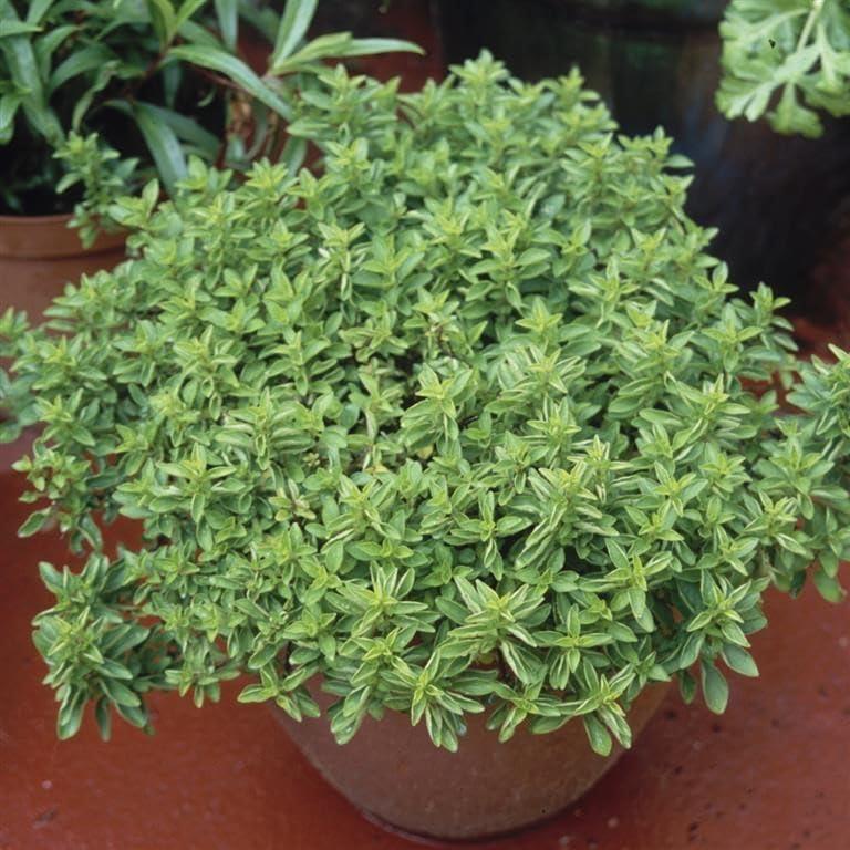 Marjoram 'Compact' (Origanum vulgare 'Compactum') Herb Plants – Grow ...