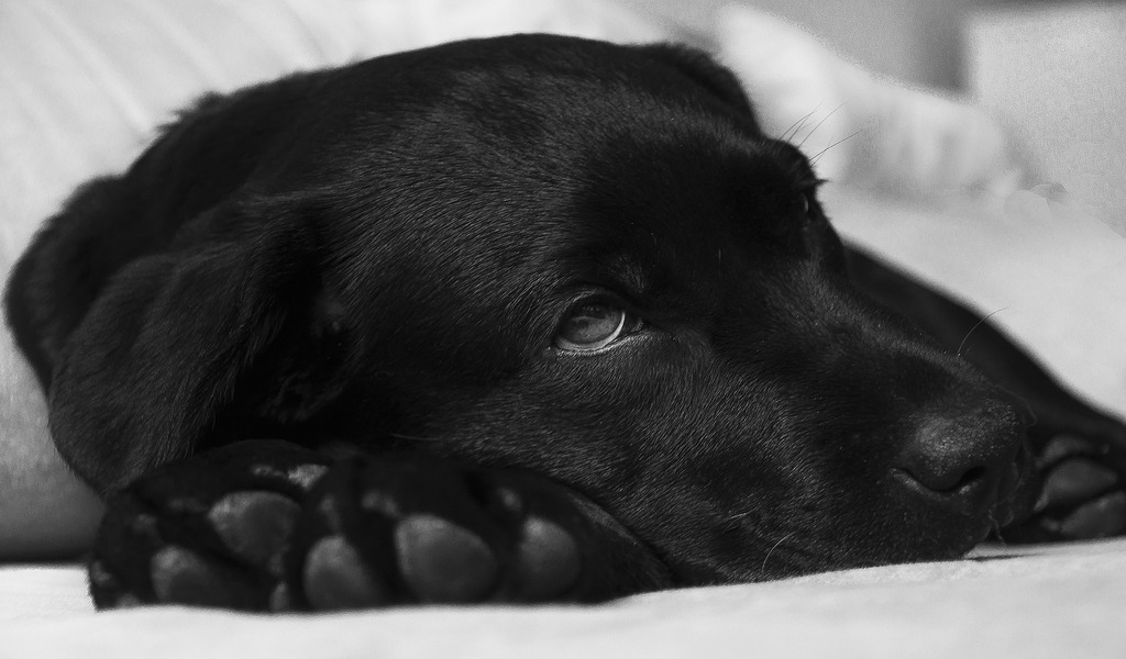 Best List Of Funny Male Dog Names Amazon Appstore For Android best-list-of-funny-male-dog-names-amazon-appstore-for-android