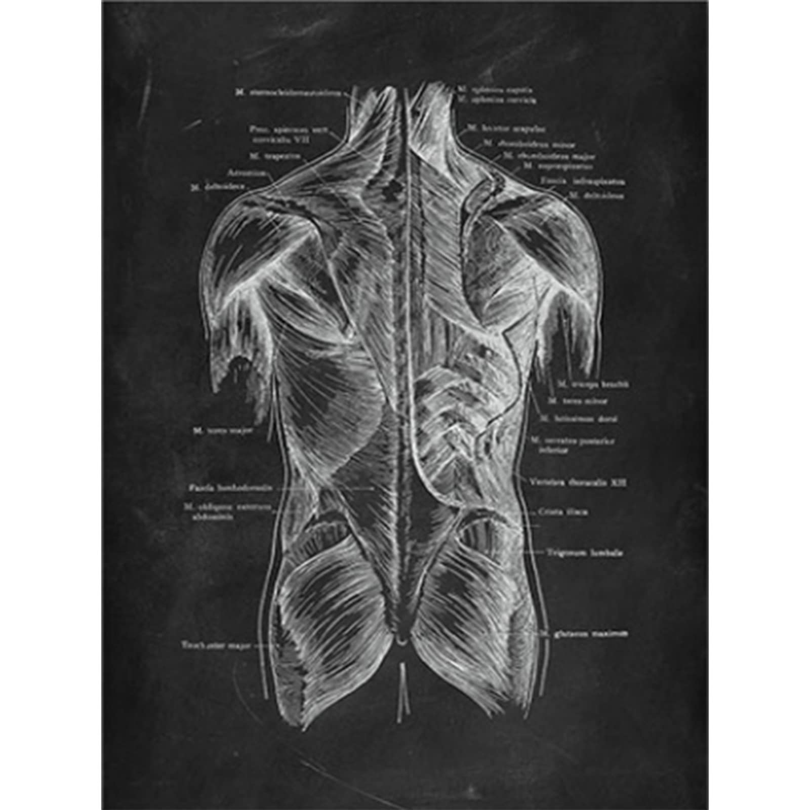 Menselijke Anatomie Kunst Menselijke Anatomie Kunst Etsy Nederland