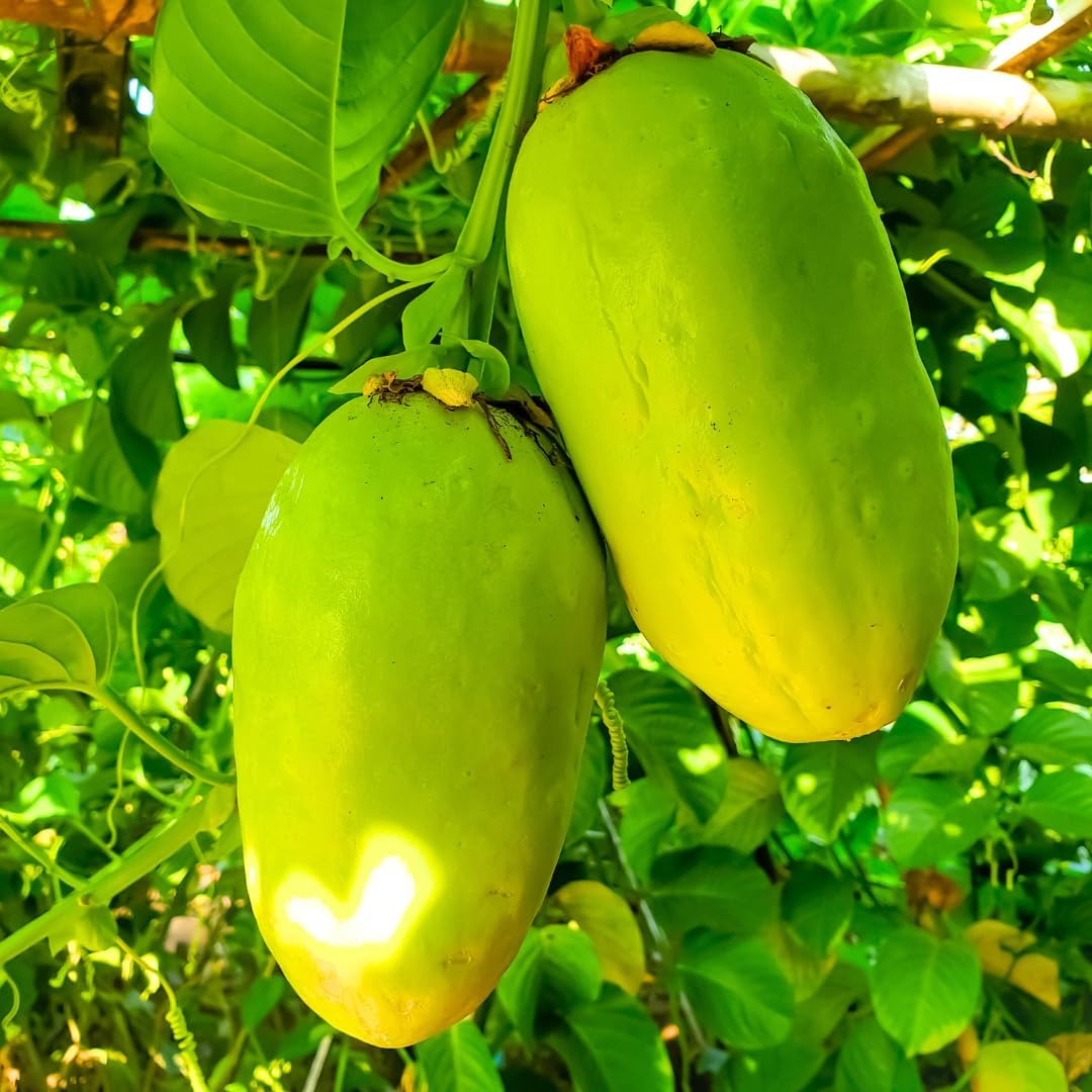 Amazon.com : Giant Passion Fruit Tree Live Plant, Passion Fruit Plant ...
