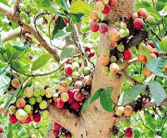 EverSneh Real Live Dwarf Rare Hybrid Gular,Cluster Fig Plant Tropical ...