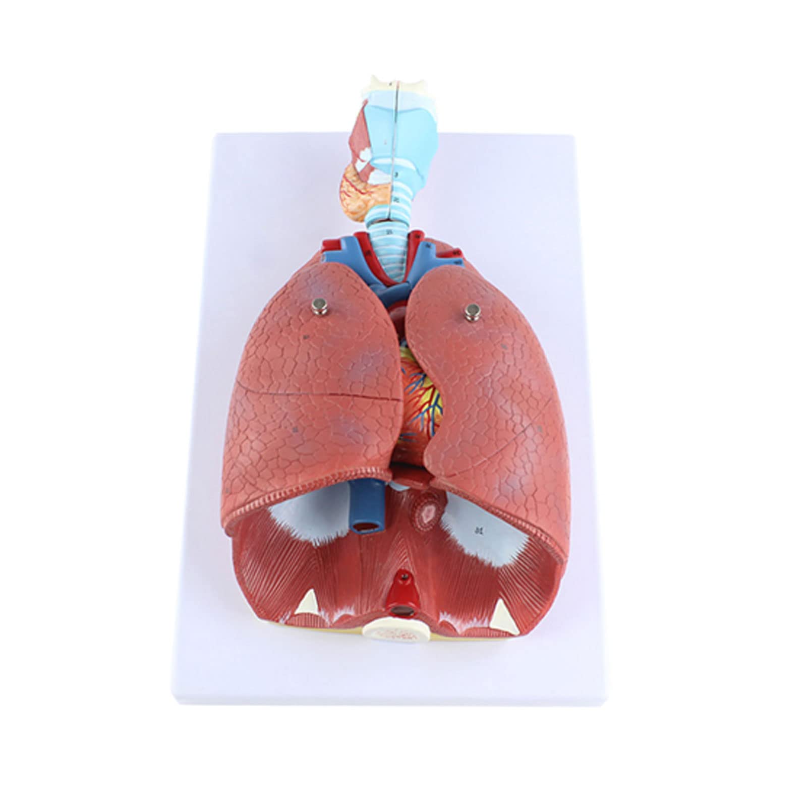 Buy DYTAH Human Anatomical Anatomy Respiratory System Medical Model Throat Heart Lung Lung with ...