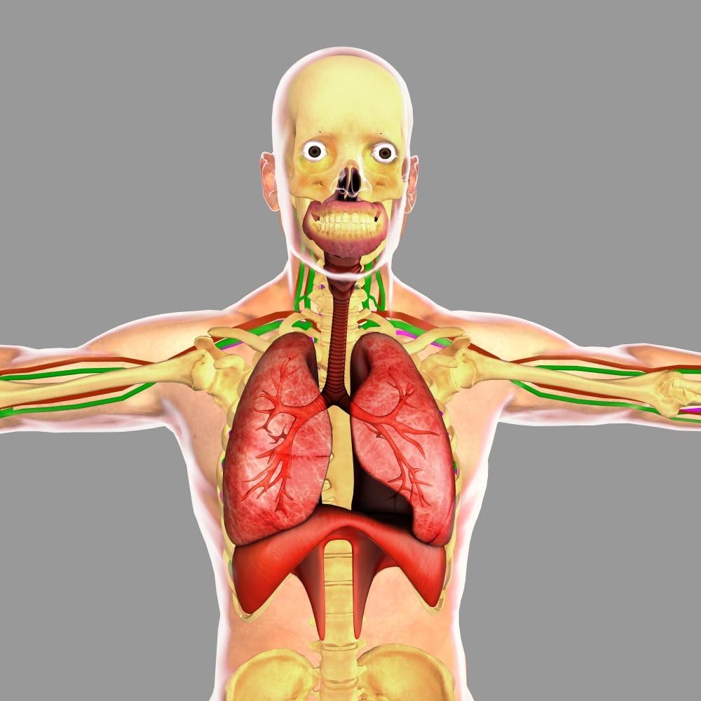 Posterazzi Human Respiratory System Poster Print, (14 x 14) : Amazon.ca ...