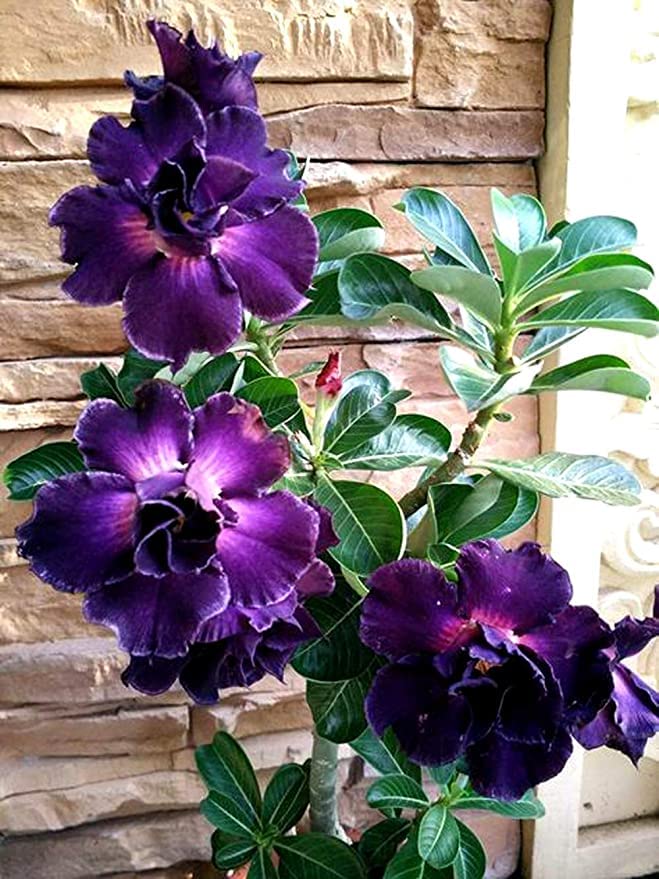 Gardening Paradise Rosy Adenium / Desert Rose Grafted1 Healthy Live ...