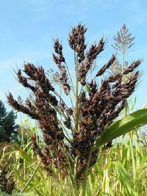 BLACK AMBER SORGHUM Sugar Cane Sorghum Bicolor Grain Seeds -300 Seeds ...