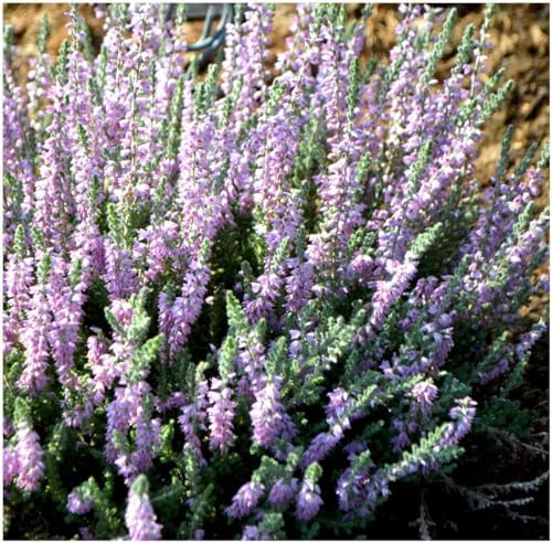 [x4] Scottish Heather Calluna Vulgaris 'Easter Bonfire' | Multi-Pack ...