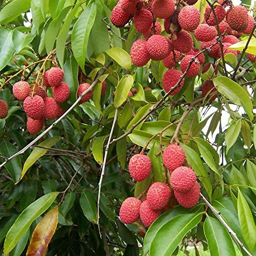 Mphmi Live Plants Nursery Garden Litchi Early Seedless Variety Lychee ...