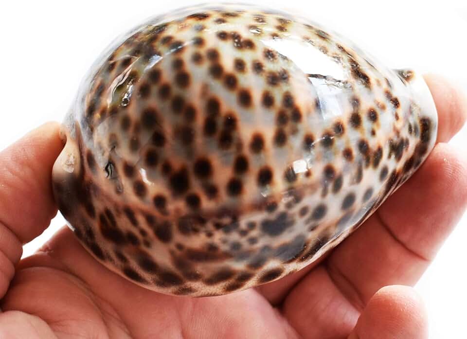Amazon.com: tiger cowrie shell
