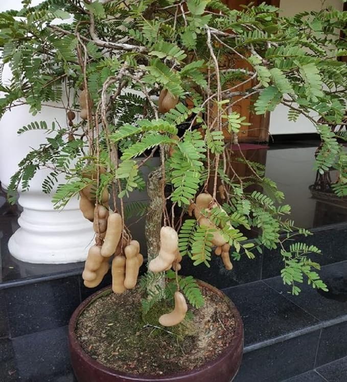 TENDER LEAVES Dwarf Tamarind Plant (sour) Grafted Fruit Plant ...