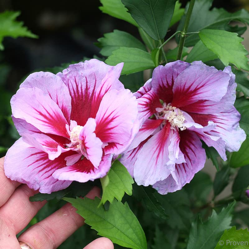 Amazon.com : Set of 2 Pink Rose of Sharon Plants, Hibiscus Syriacus ...