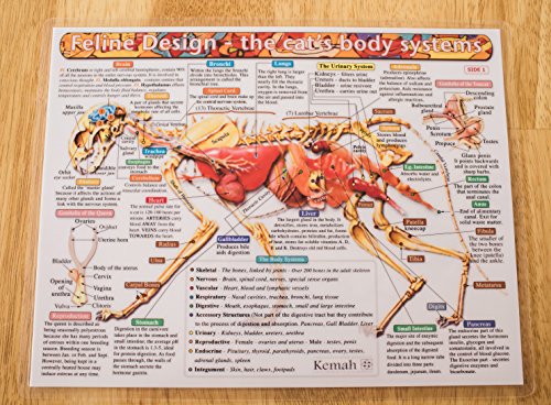 Feline Design-The Cat's Body Systems - A Double-Sided, - Want It All