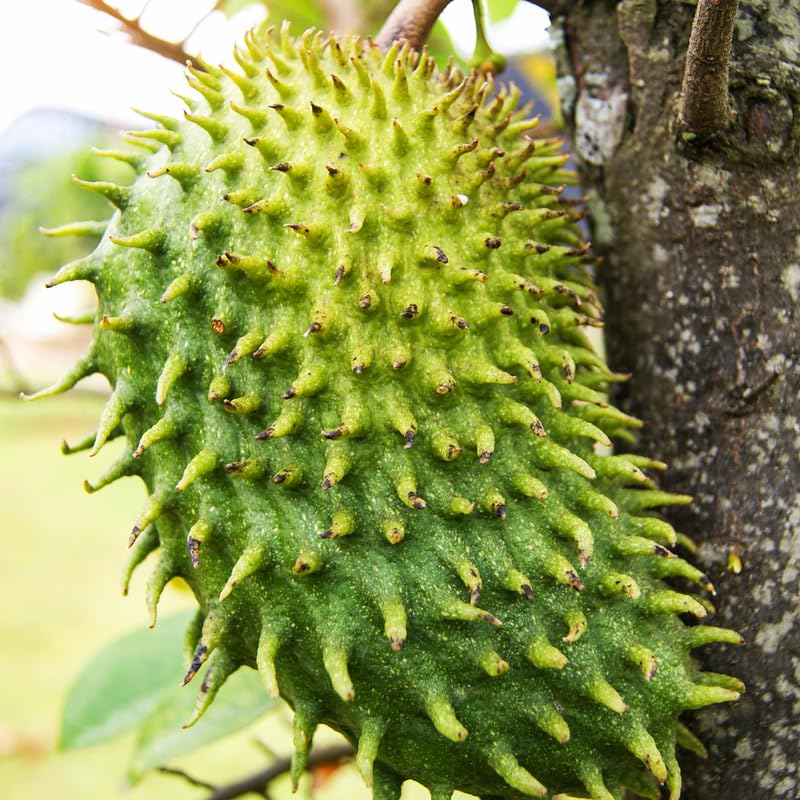 Amazon.com : Sweet Soursop Fruit Tree, Annona Muricata Soursop Tree ...