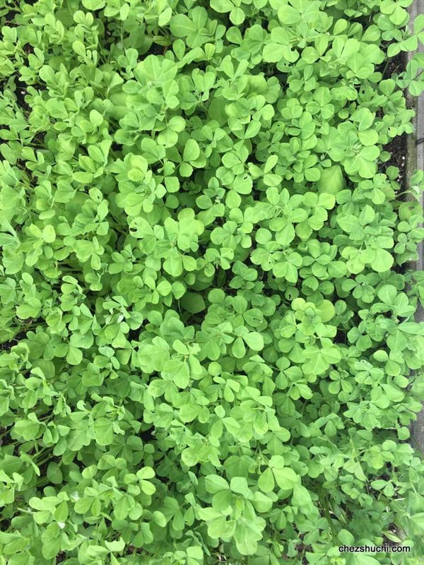 F1 Green Leafy Methi Vegetable Hybrid Variety (25 Seeds Pack) : Amazon ...