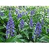 Amazon.com : Blue Hawaiian Ginger Plant Root 1Pk Discount Hawaiian ...