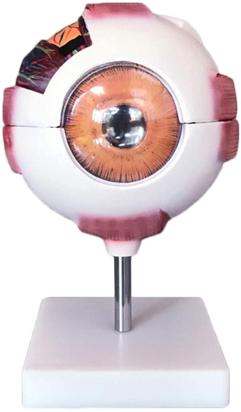 Buy High quality Anatomical Human Eye Model - 6 X Life Size Human Giant ...